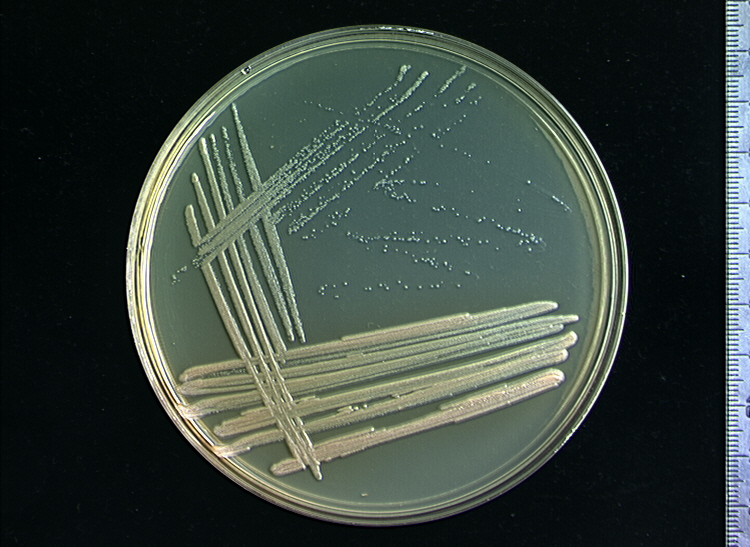 Miniatlas mikroorganismů