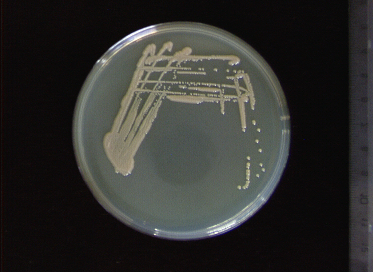 Miniatlas mikroorganismů