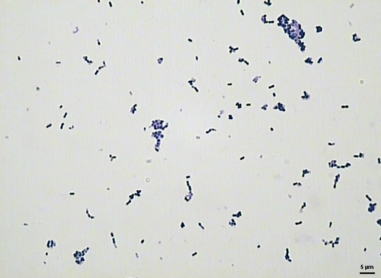 Miniatlas mikroorganismů