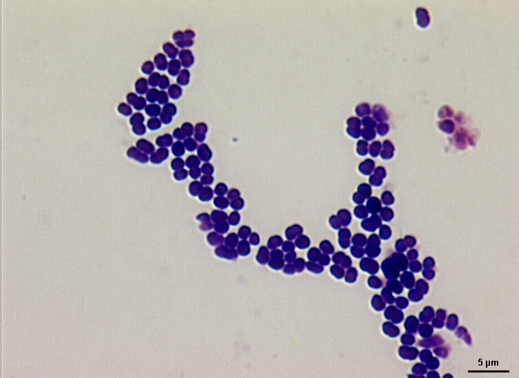 Miniatlas mikroorganismů