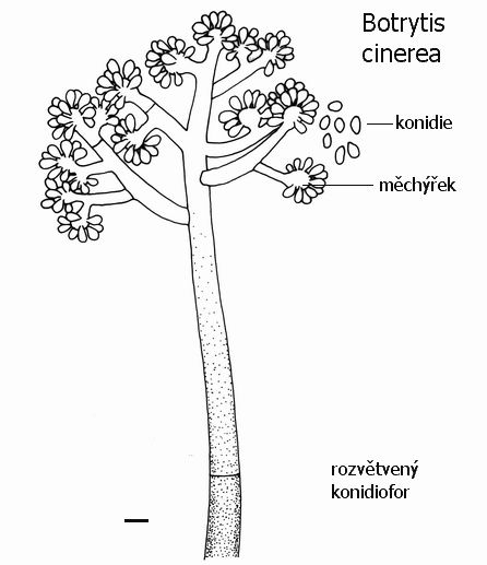 Miniatlas mikroorganismů